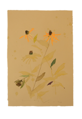 'Brown-Eyed Susan' No.17 – Raven Roxanne